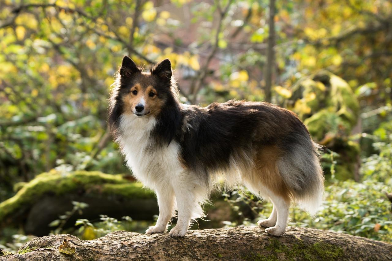 Shetland Sheepdog: traits and pictures