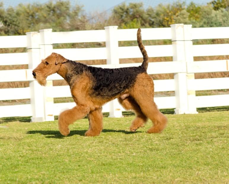 Dog Airedale Terrier: traits and pictures