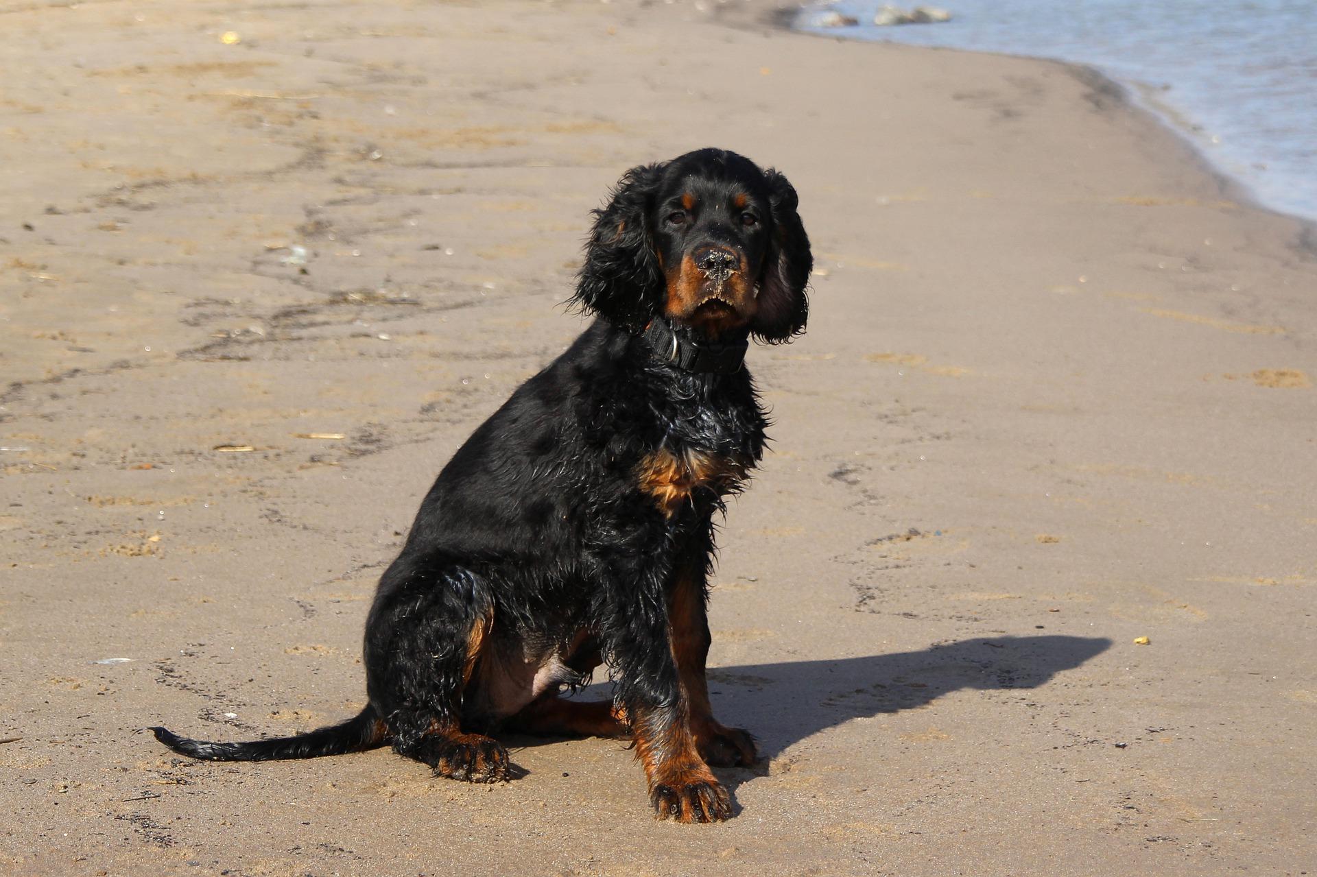 Gordon Setter - Breed Information With Photos