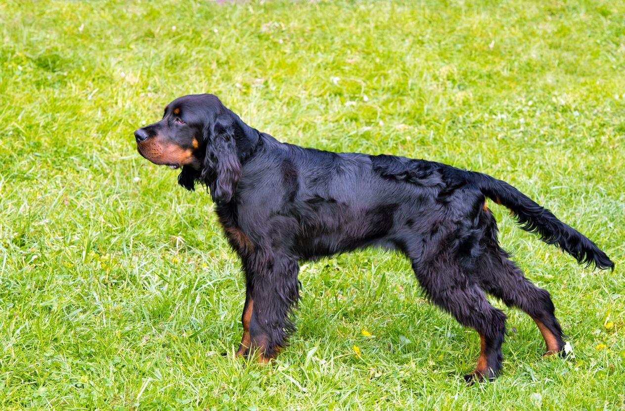 Gordon Setter - Breed Information With Photos