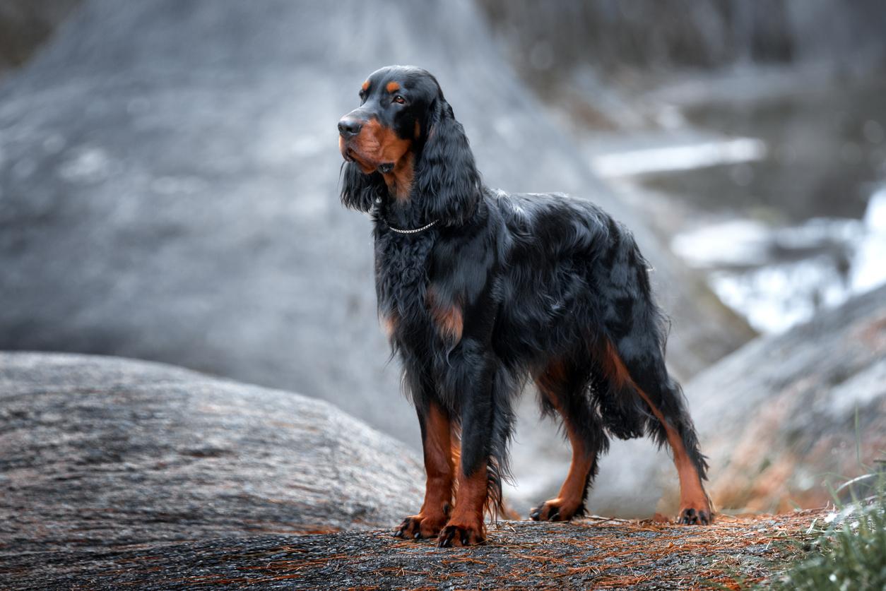 Gordon Setter - Breed Information With Photos