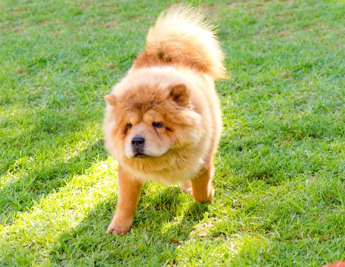 Dog Chow-Chow: traits, pictures and videos