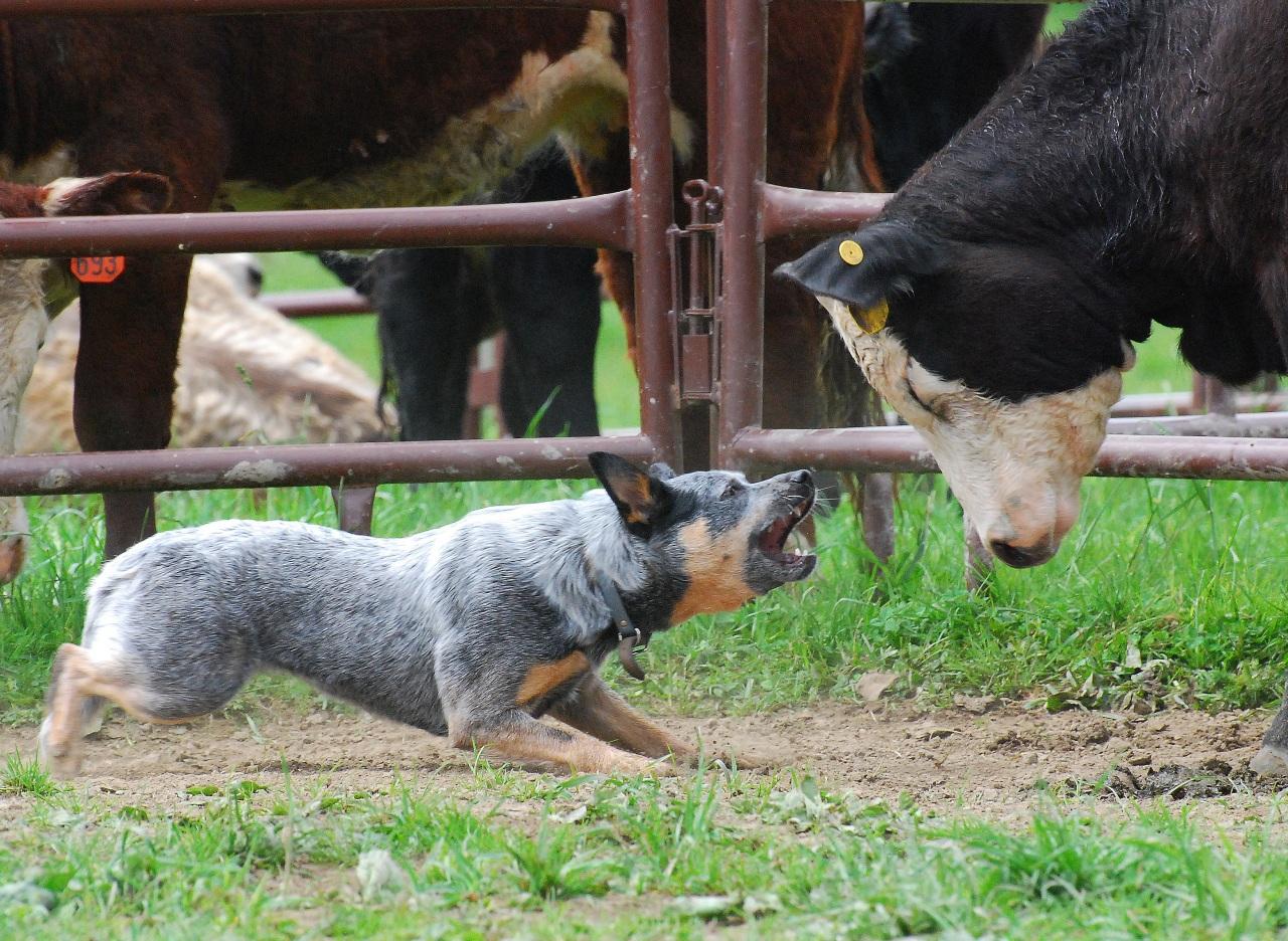 Australian Cattle Dog: traits and pictures