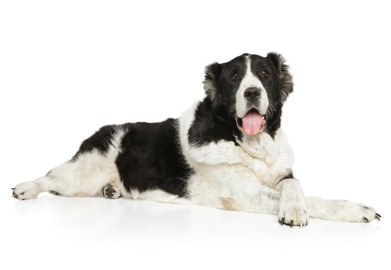 Alabai Dog Breed - Central Asian Shepherd Dog Information With Photos