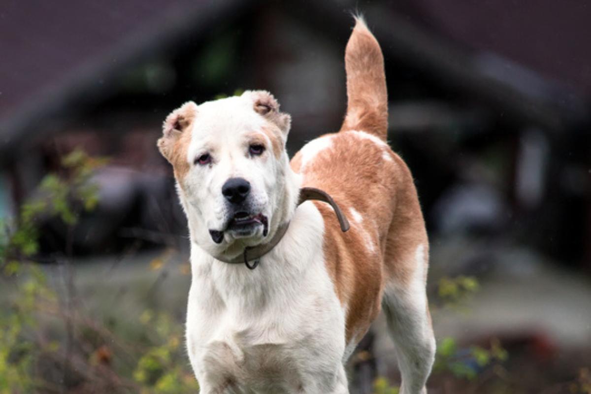 Alabai Dog Breed - Central Asian Shepherd Dog Information With Photos