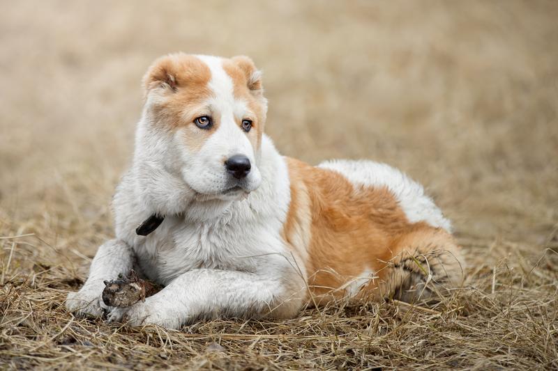 Alabai Dog Breed - Central Asian Shepherd Dog Information With Photos