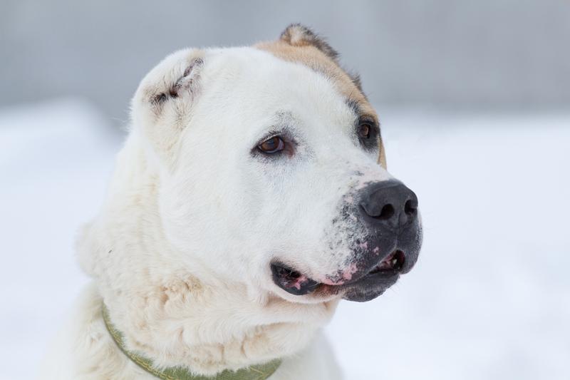 Alabai Dog Breed - Central Asian Shepherd Dog Information With Photos