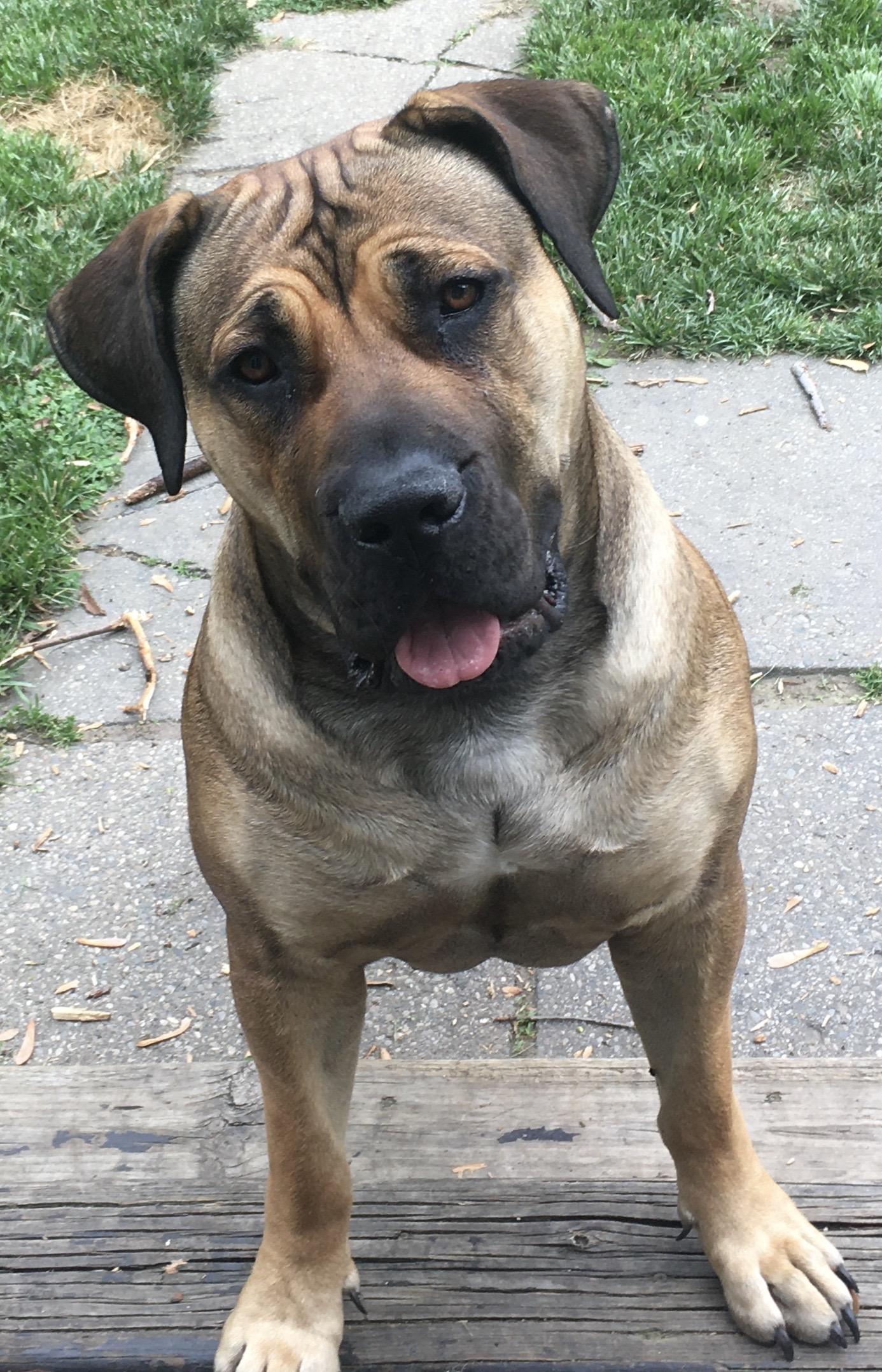 Dog Boerboel: traits and pictures