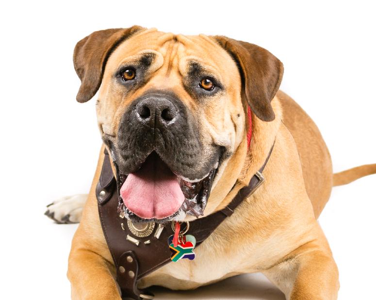 Dog Boerboel: traits and pictures