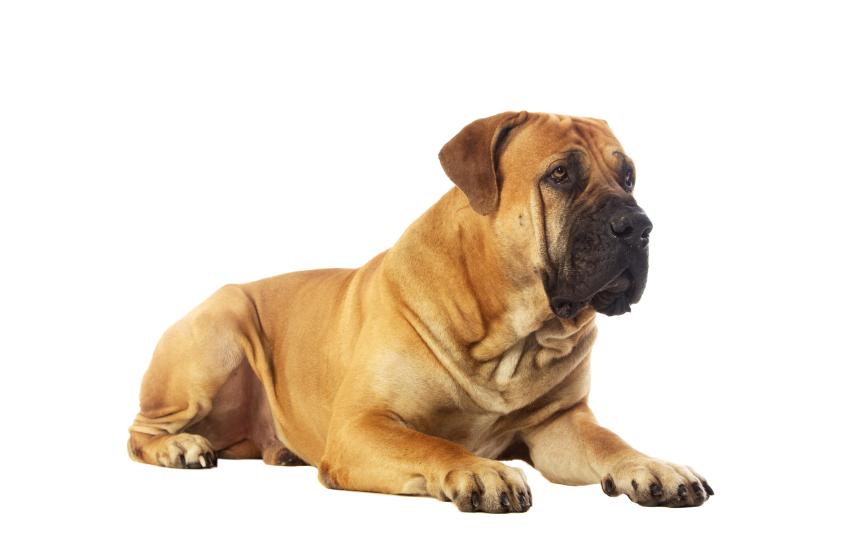 Dog Boerboel: traits and pictures
