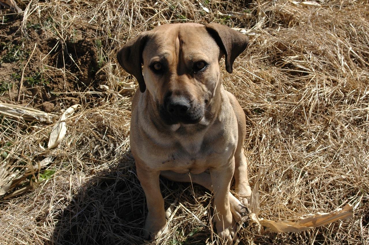 Dog Boerboel: traits and pictures