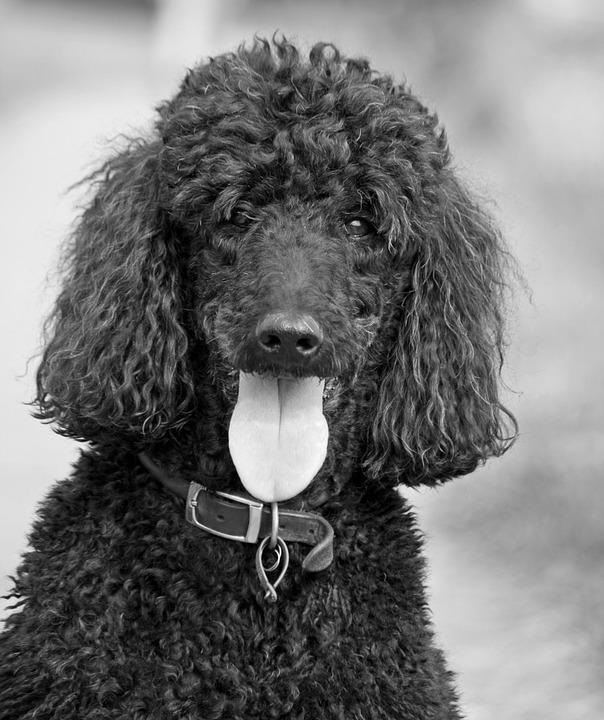 Dog Standard Poodle: traits, pictures and videos