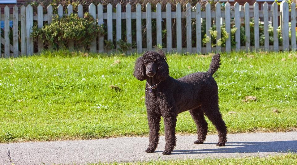 Dog Standard Poodle: traits, pictures and videos