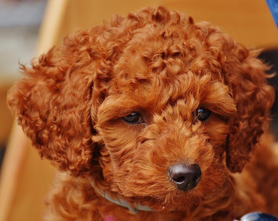 Dog Standard Poodle: traits, pictures and videos