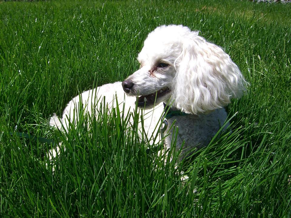 Dog Standard Poodle: traits, pictures and videos