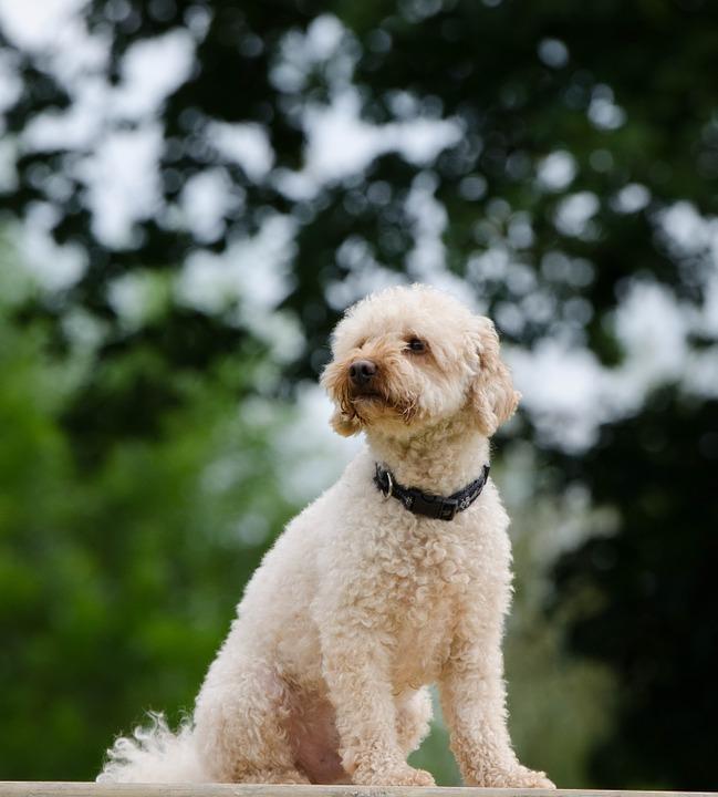 Dog Standard Poodle: traits, pictures and videos