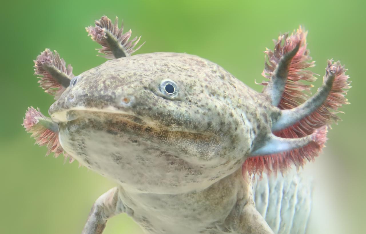 Mexican Axolotl - Characteristics, Diet, Reproduction and Conservation
