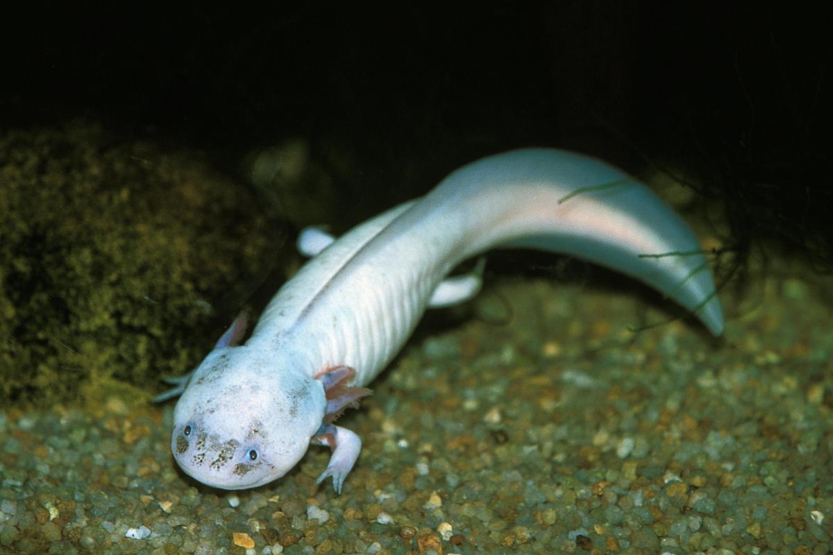Mexican Axolotl - Characteristics, Diet, Reproduction and Conservation