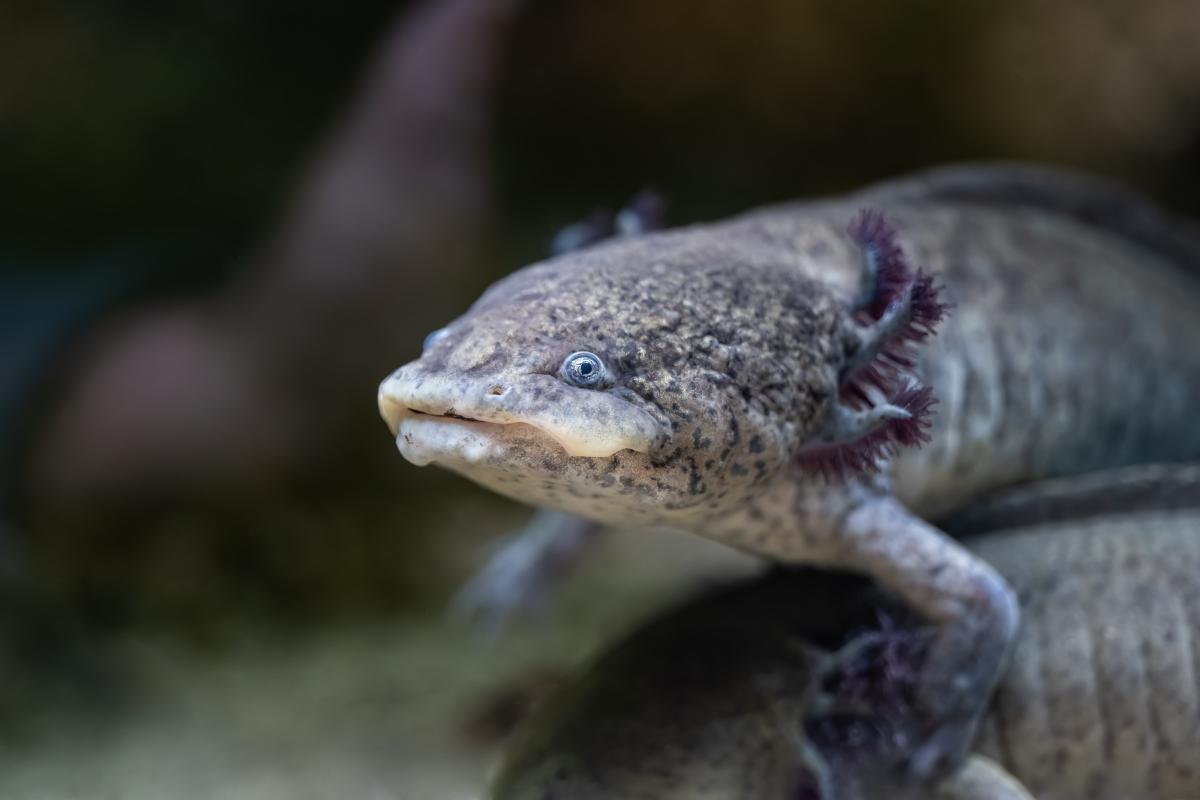 Mexican Axolotl - Characteristics, Diet, Reproduction and Conservation