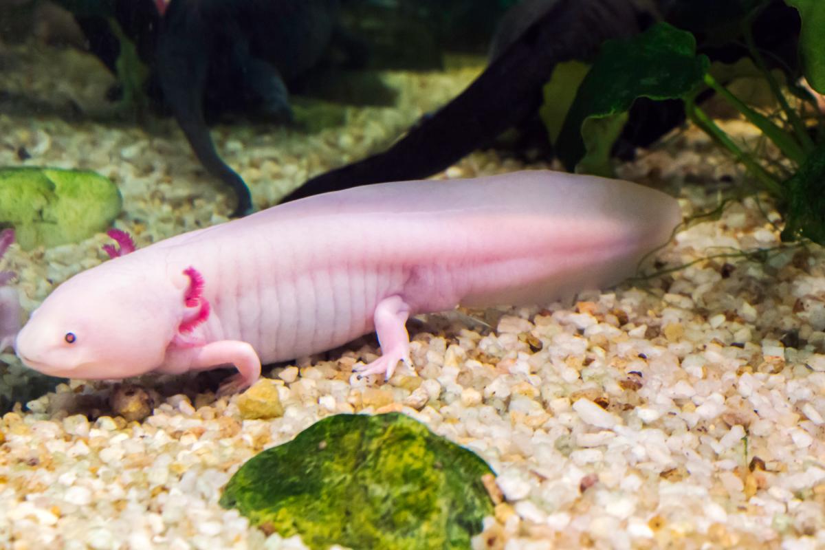 Mexican Axolotl - Characteristics, Diet, Reproduction and Conservation