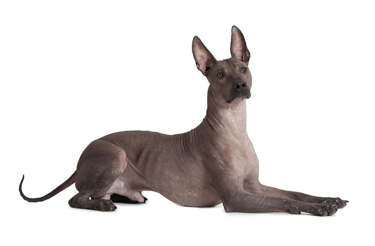 Mexican Hairless Dog (Xoloitzcuintle) - Everything You Need to Know!