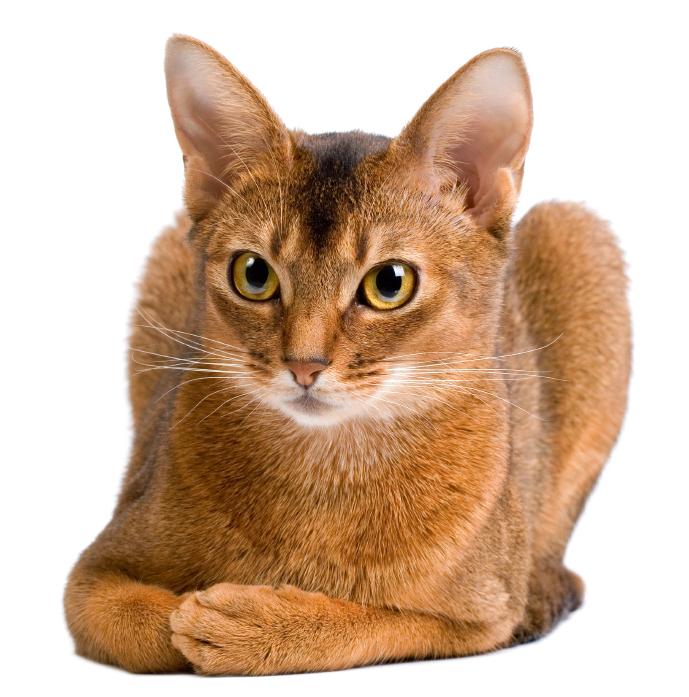 Cat Abyssinian: traits and pictures