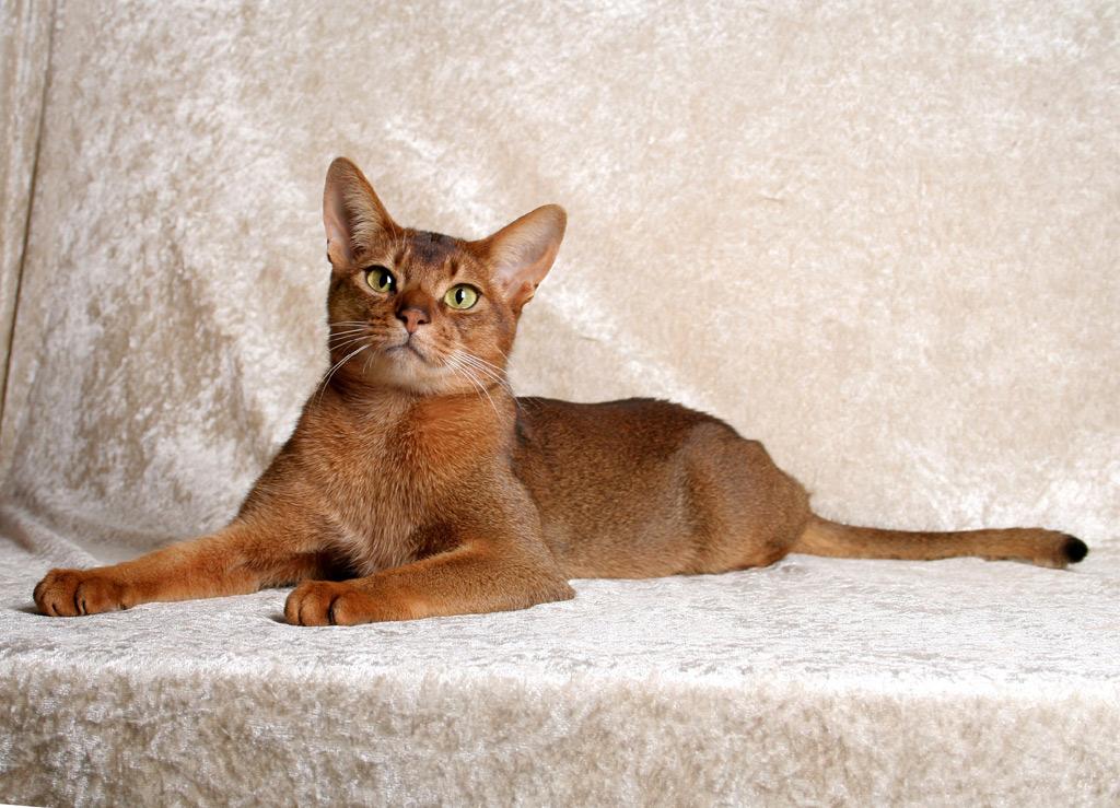 Cat Abyssinian: traits and pictures