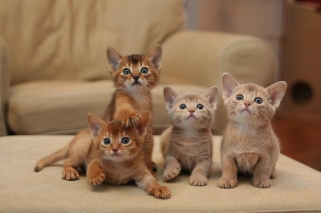 Cat Abyssinian: traits and pictures