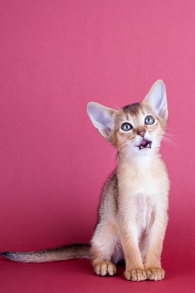 Cat Abyssinian: traits and pictures