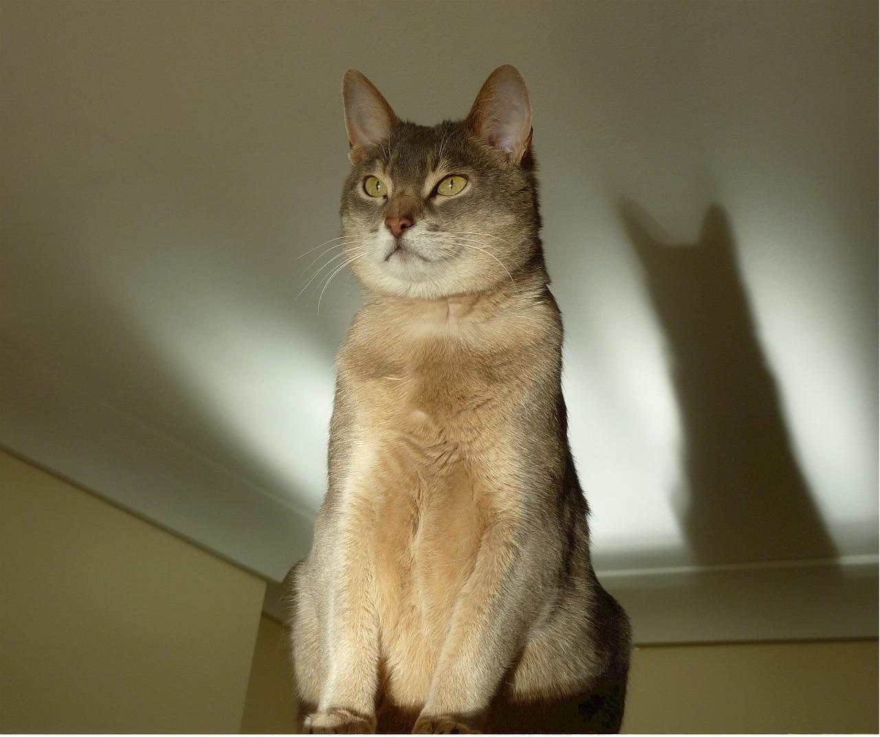 Cat Abyssinian: traits and pictures