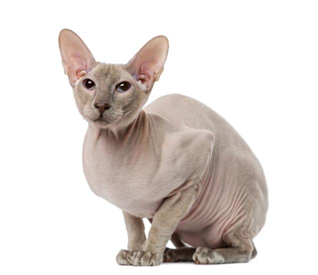 Peterbald Cat Breed - Characteristics, Care and Health