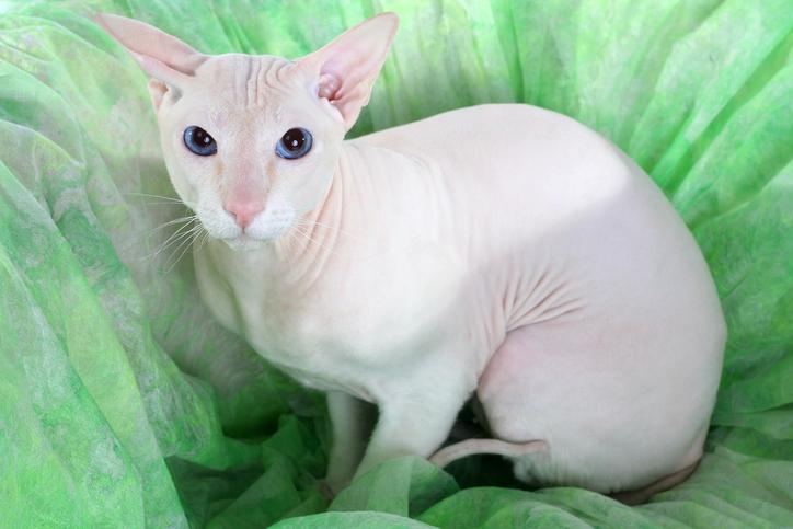 Peterbald Cat Breed - Characteristics, Care and Health