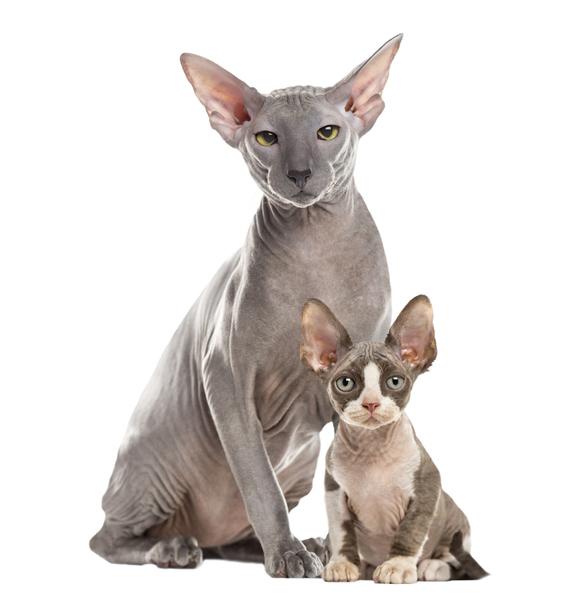Peterbald Cat Breed - Characteristics, Care and Health