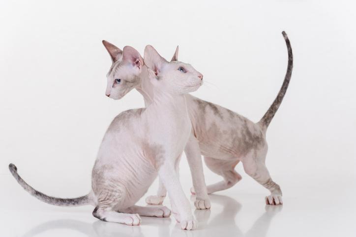 Peterbald Cat Breed - Characteristics, Care and Health