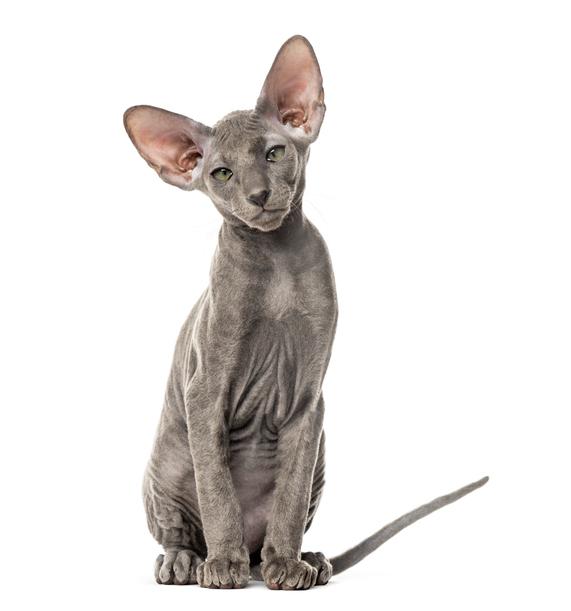 Peterbald Cat Breed - Characteristics, Care and Health