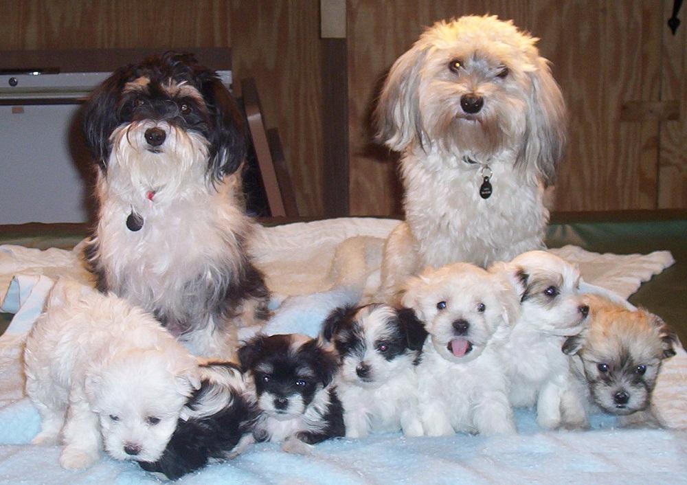 Havanese Dog: traits and pictures
