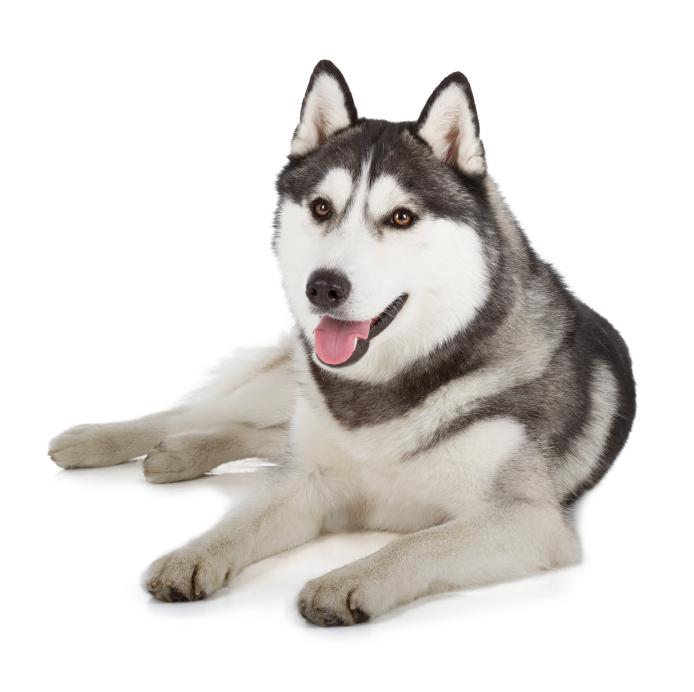 Dog Siberian Husky: traits and pictures