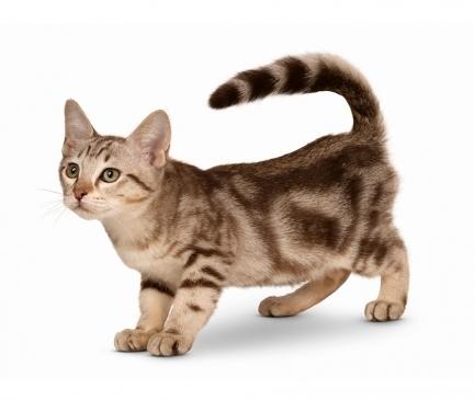 Cat Australian Mist: traits and pictures