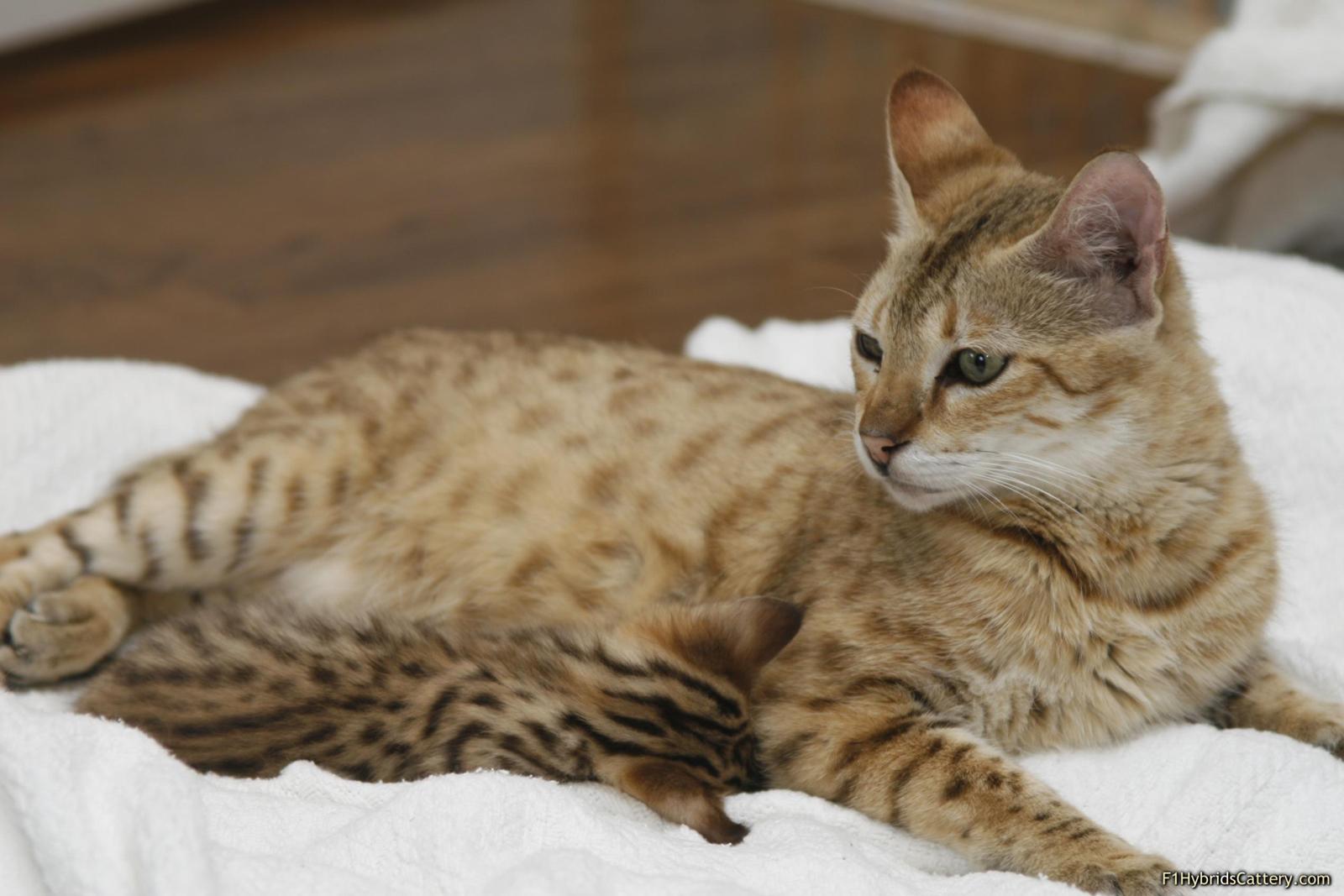 Cat Australian Mist: traits and pictures