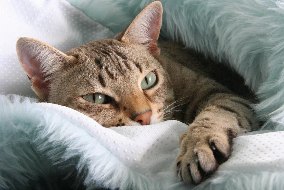 Cat Australian Mist: traits and pictures