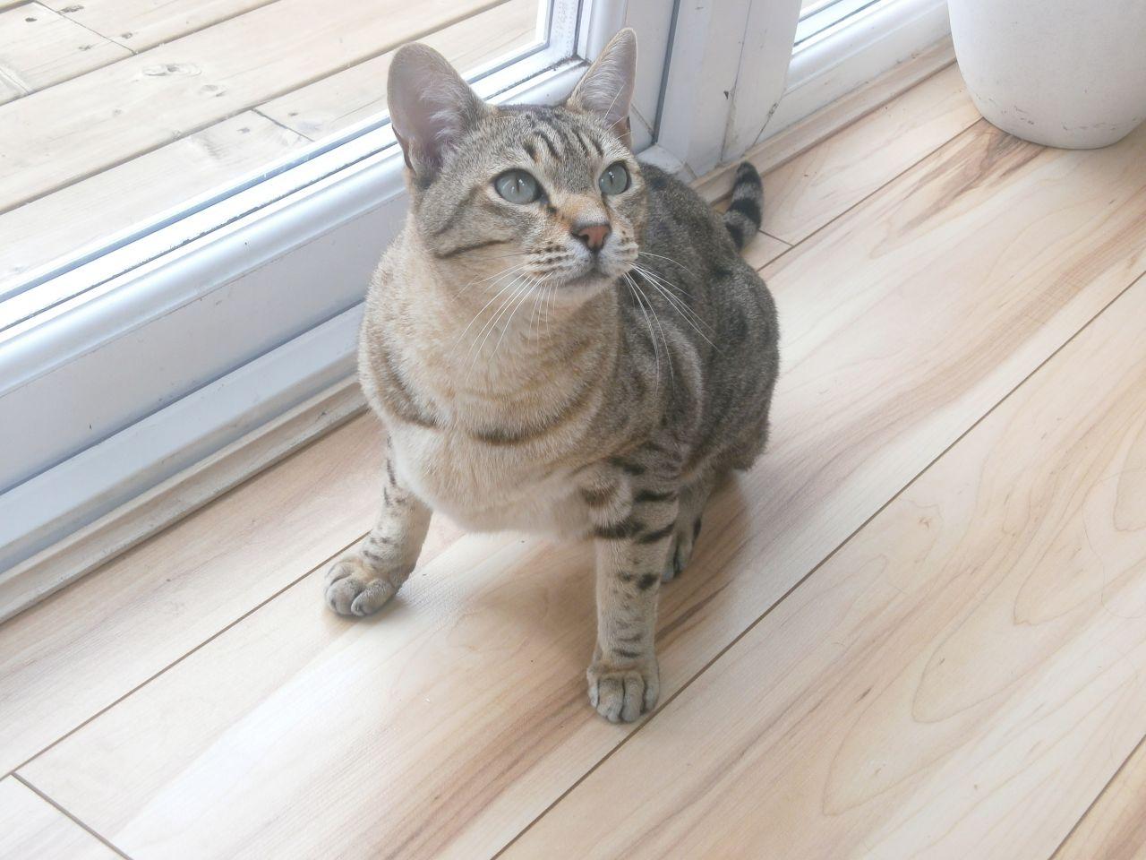 Cat Australian Mist: traits and pictures