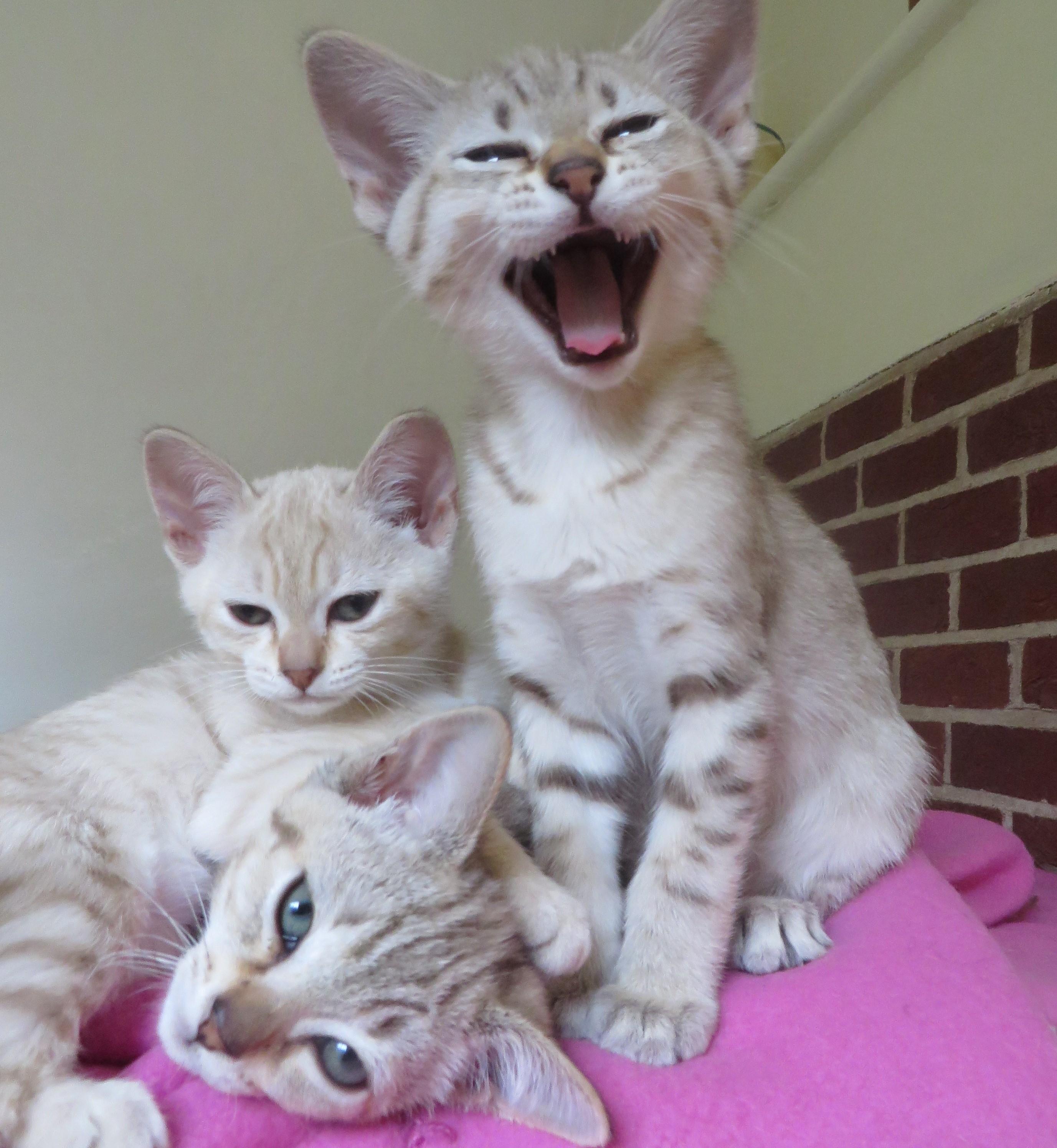 Cat Australian Mist: traits and pictures