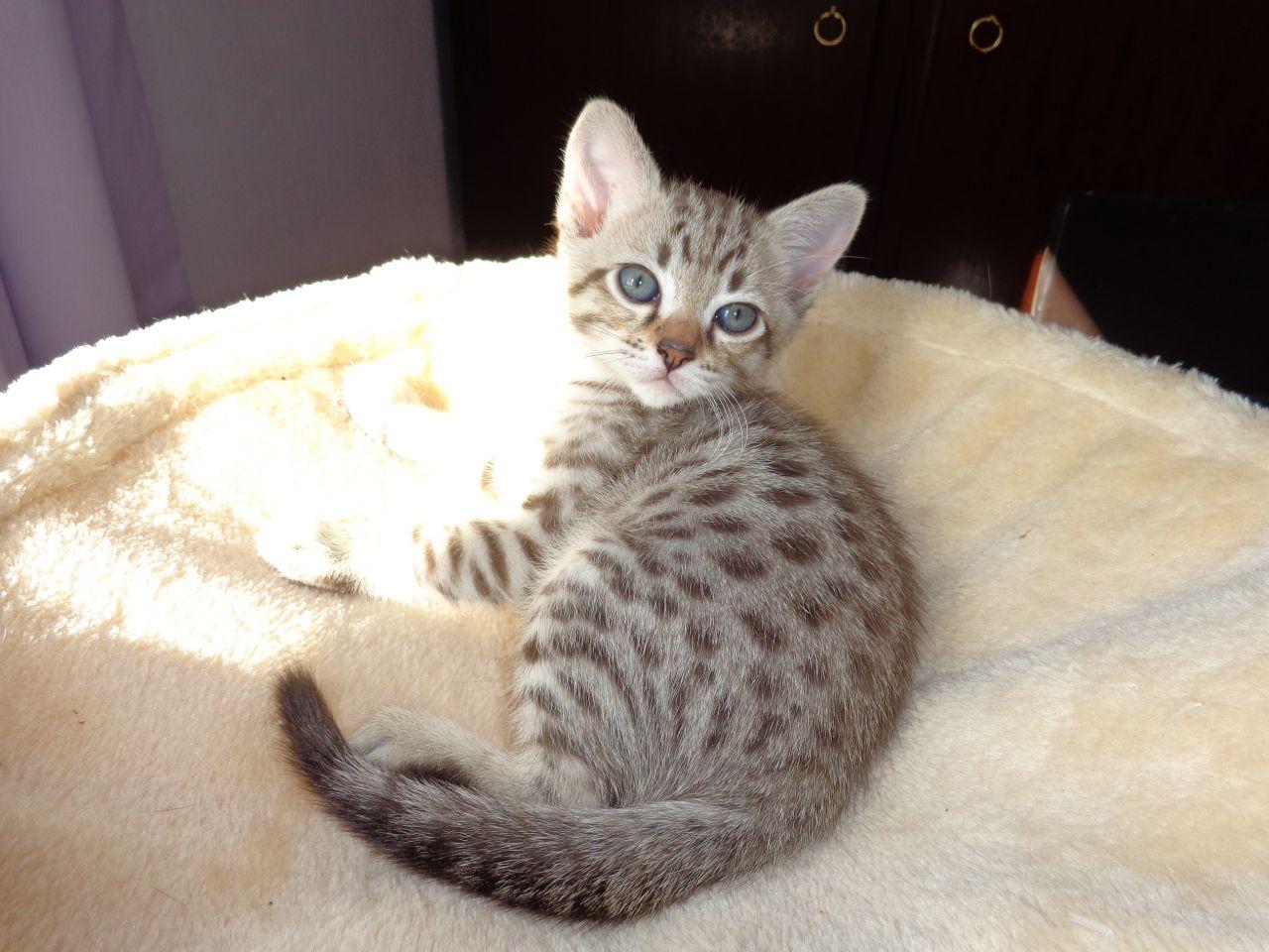 Cat Australian Mist: traits and pictures