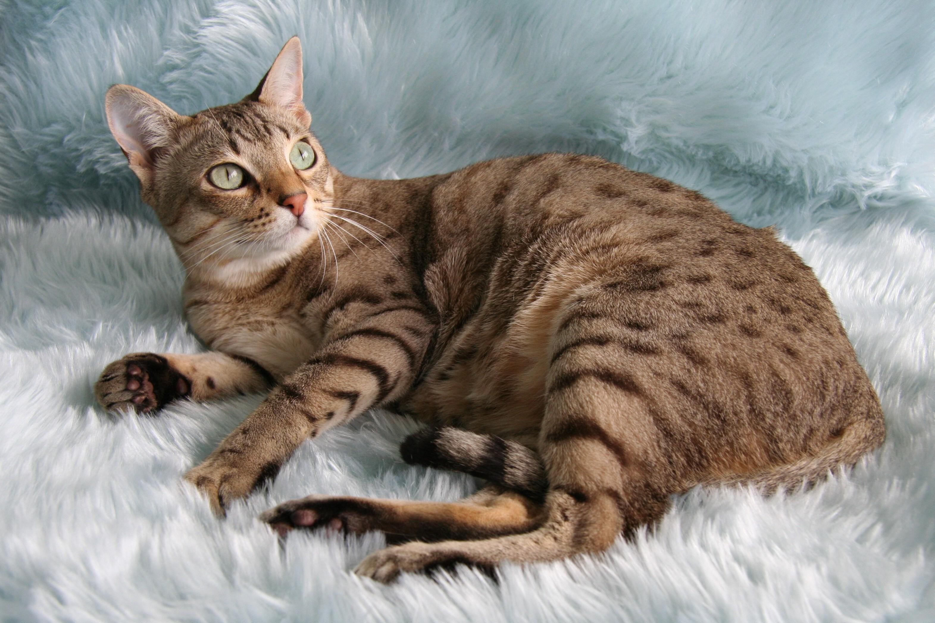 Cat Australian Mist: traits and pictures