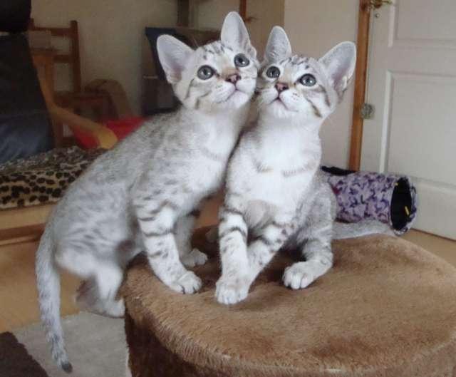 Cat Australian Mist: traits and pictures