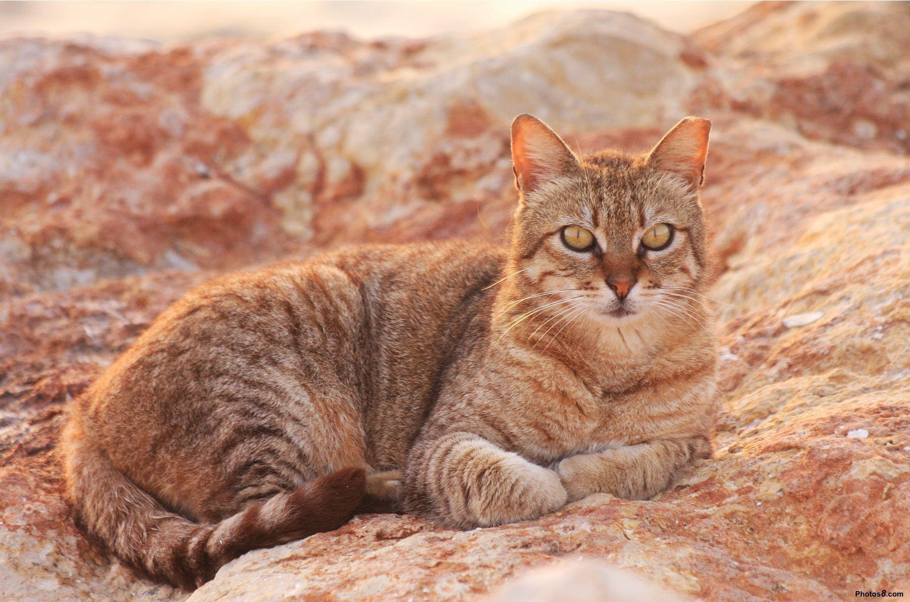 Cat Australian Mist: traits and pictures