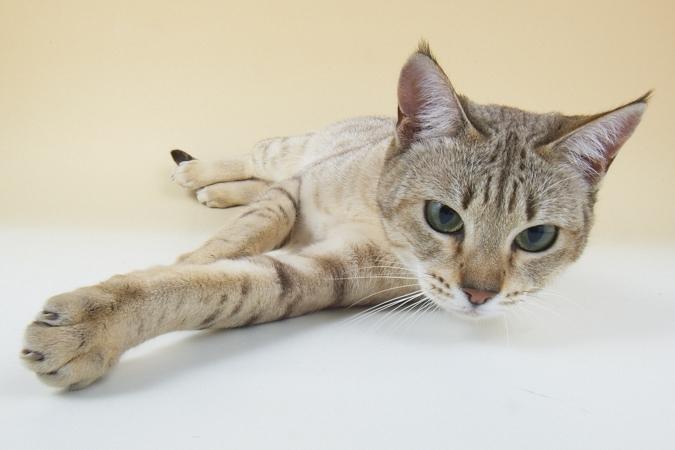 Cat Australian Mist: traits and pictures