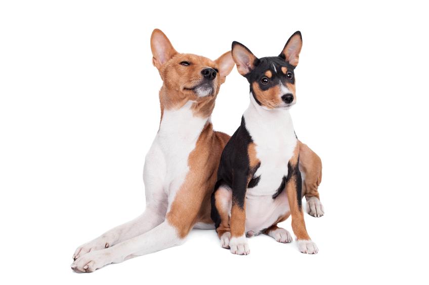 Dog Basenji: traits, pictures and videos