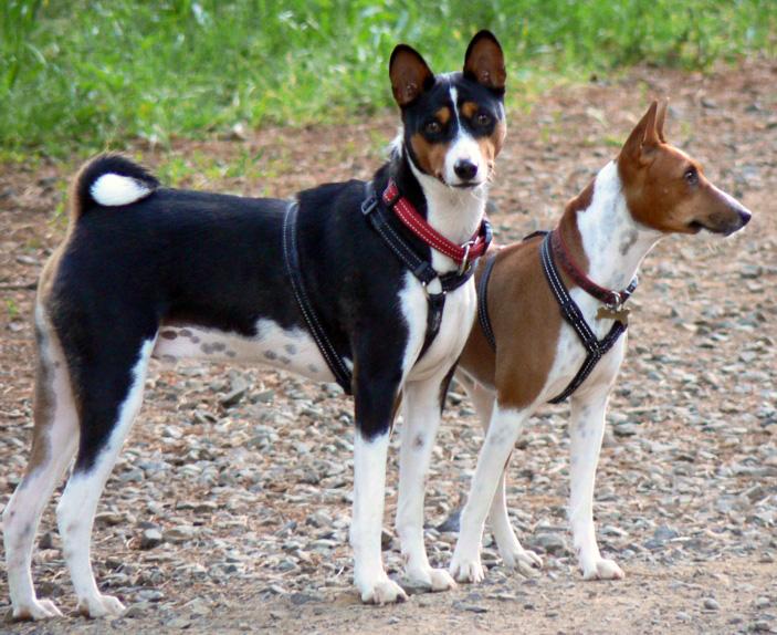 Dog Basenji: traits, pictures and videos