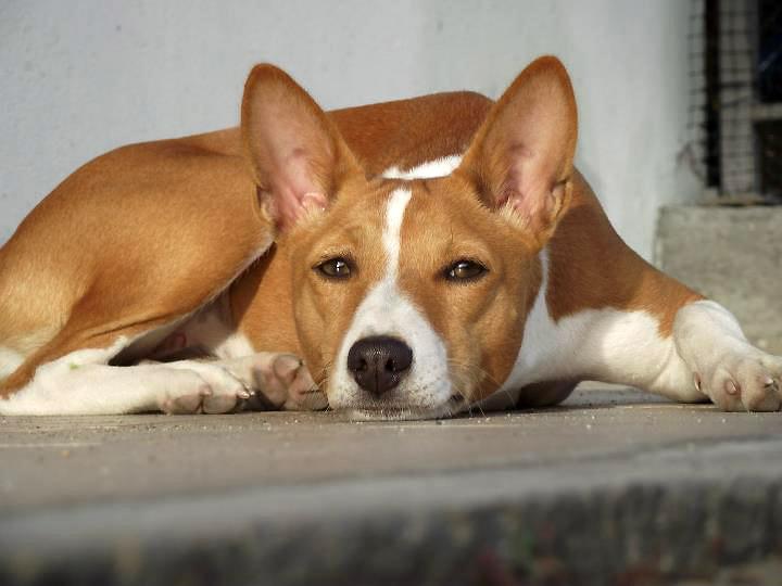 Dog Basenji: traits, pictures and videos
